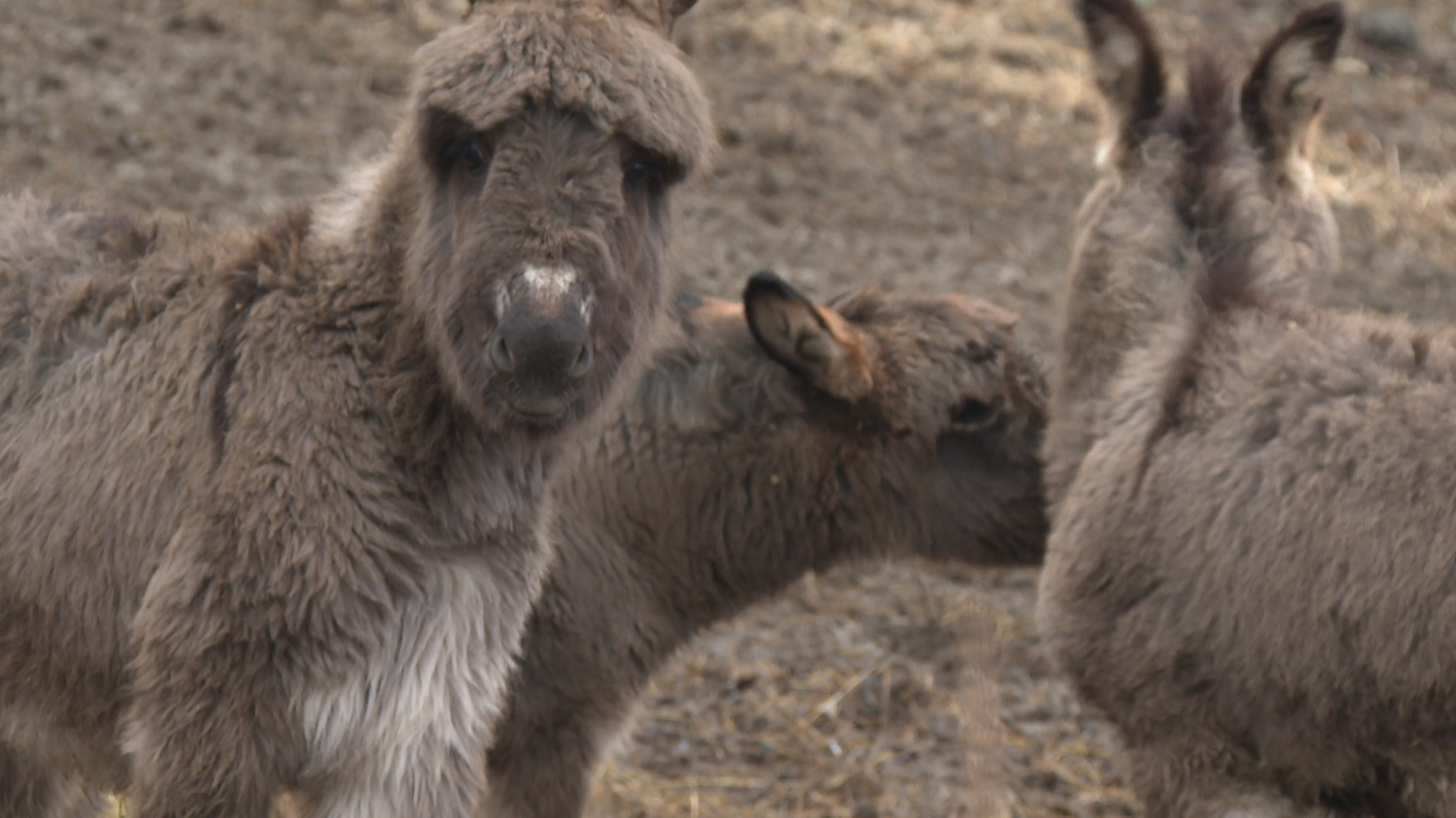 Farma iz Zavidovića jedinstvena u regionu, proizvode kapsule sa magarećim mlijekom